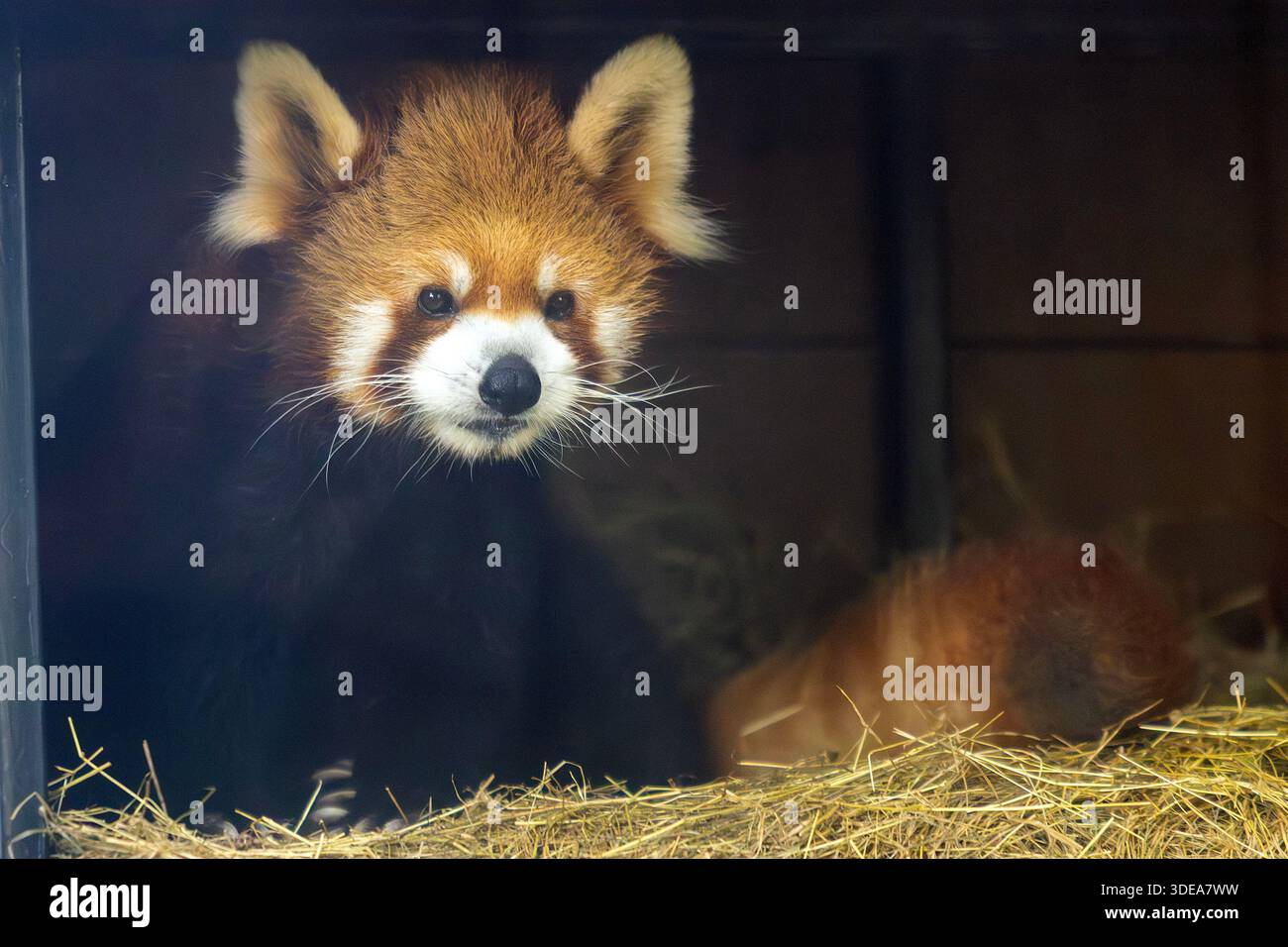 A red panda named ‘Tiger’ is seen sitting at the Red Panda enclosure at ...