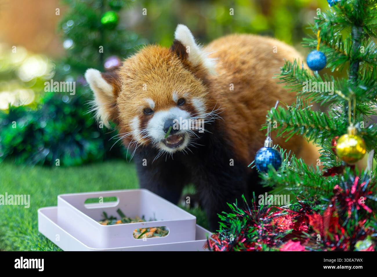 A red panda named ‘Tiger’ is seen standing at the Red Panda enclosure ...