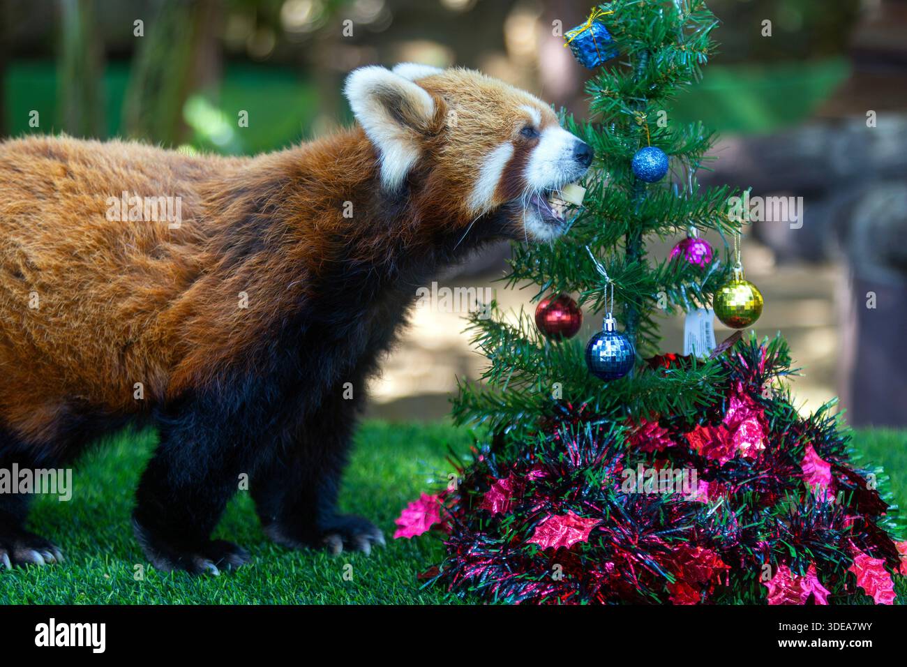 A red panda named ‘Tiger’ is seen feeding at the Red Panda enclosure at ...