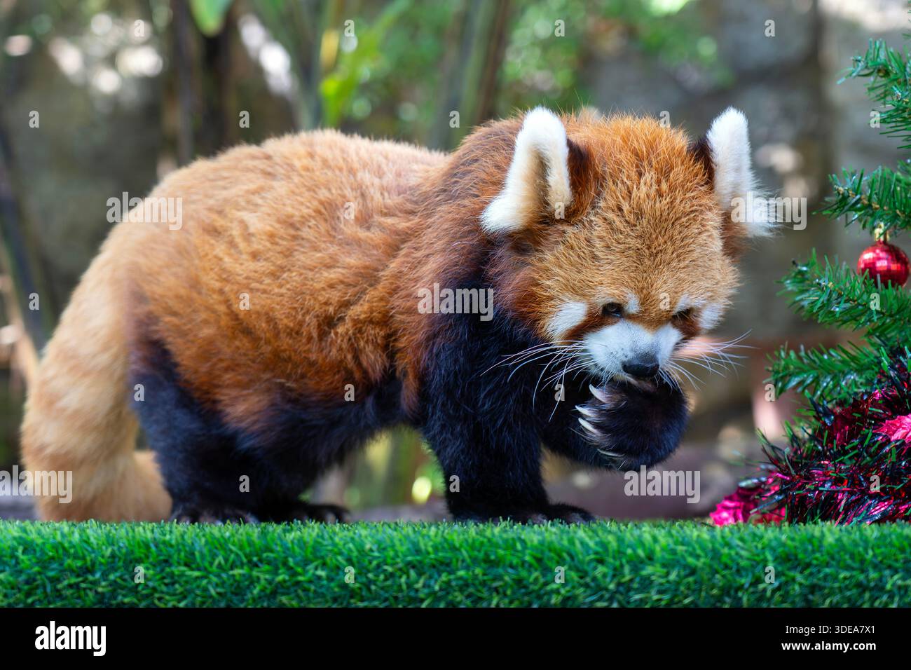 A red panda named ‘Tiger’ is seen standing at the Red Panda enclosure ...
