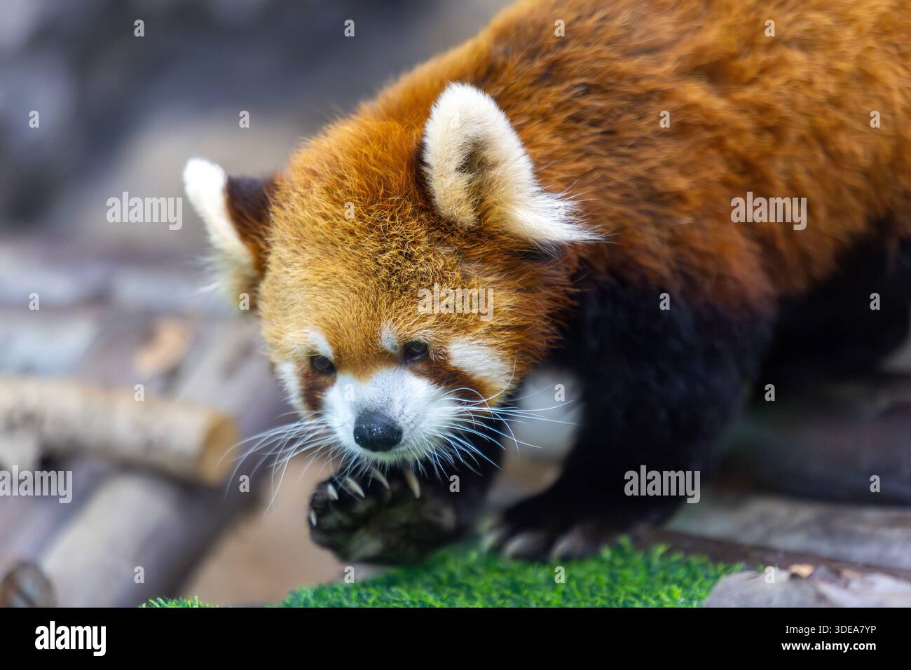 A red panda named ‘Tiger’ is seen walking at the Red Panda enclosure at ...