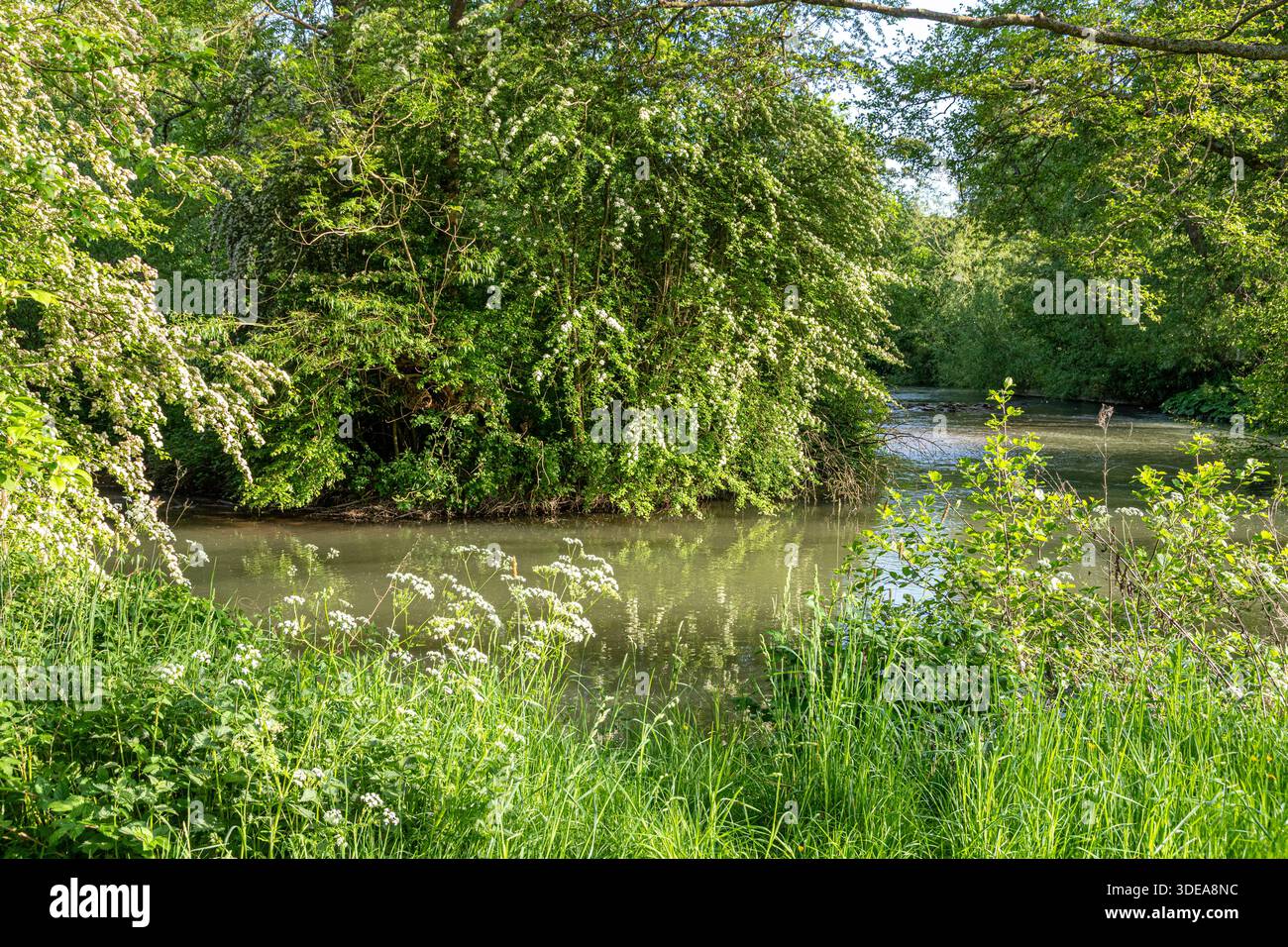 The River Windrush near the Cotswold village of Widford, near Burford ...