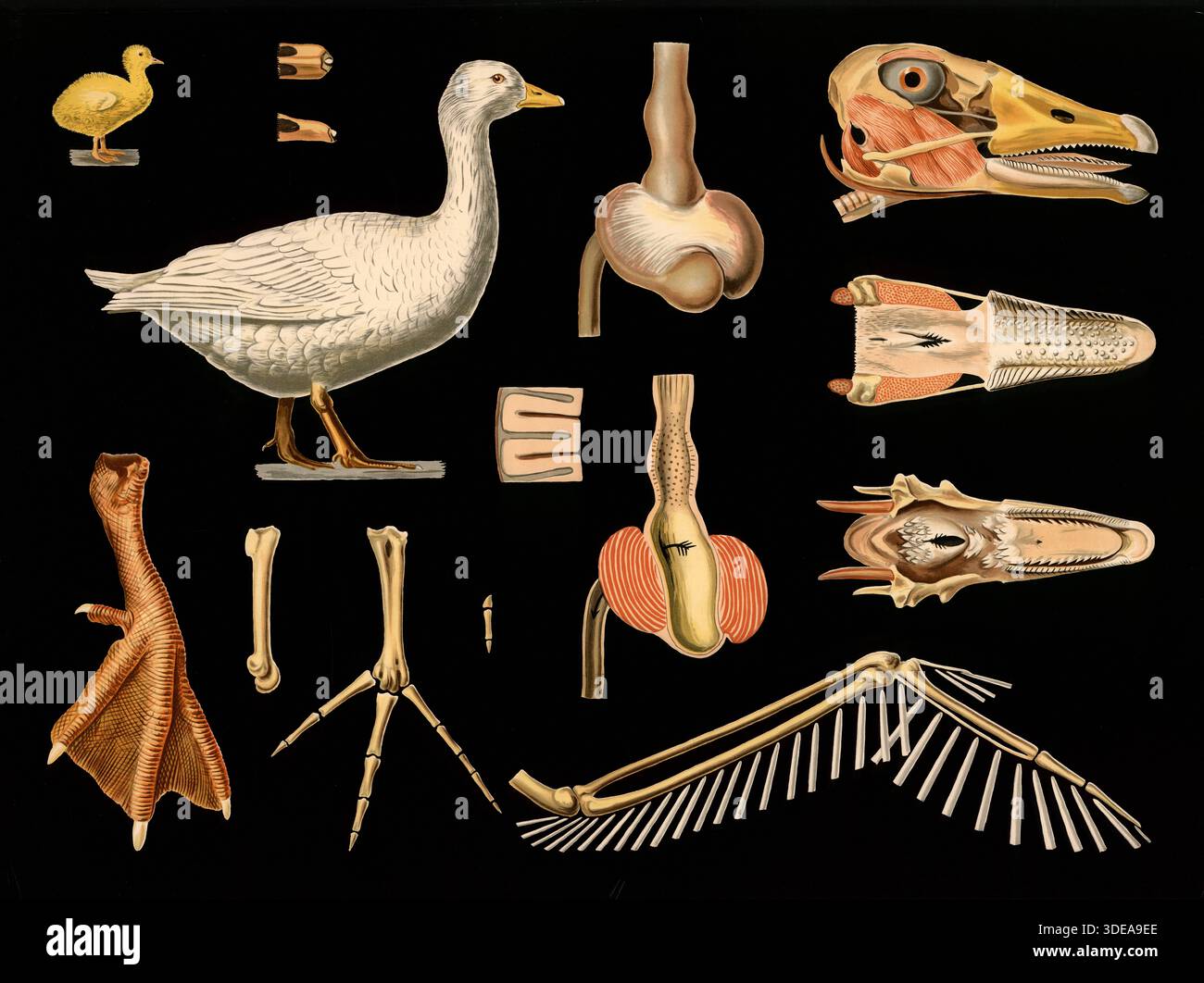 Wissenschaftliche Illustration mit Details, Hausgans, Gans, Anser ...