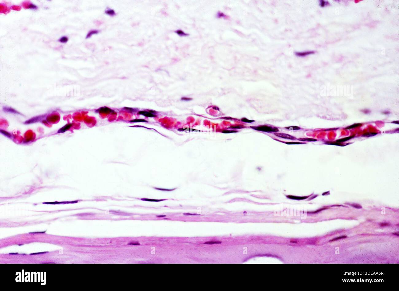 Longitudinal section small capillary under the microscope Stock Photo ...