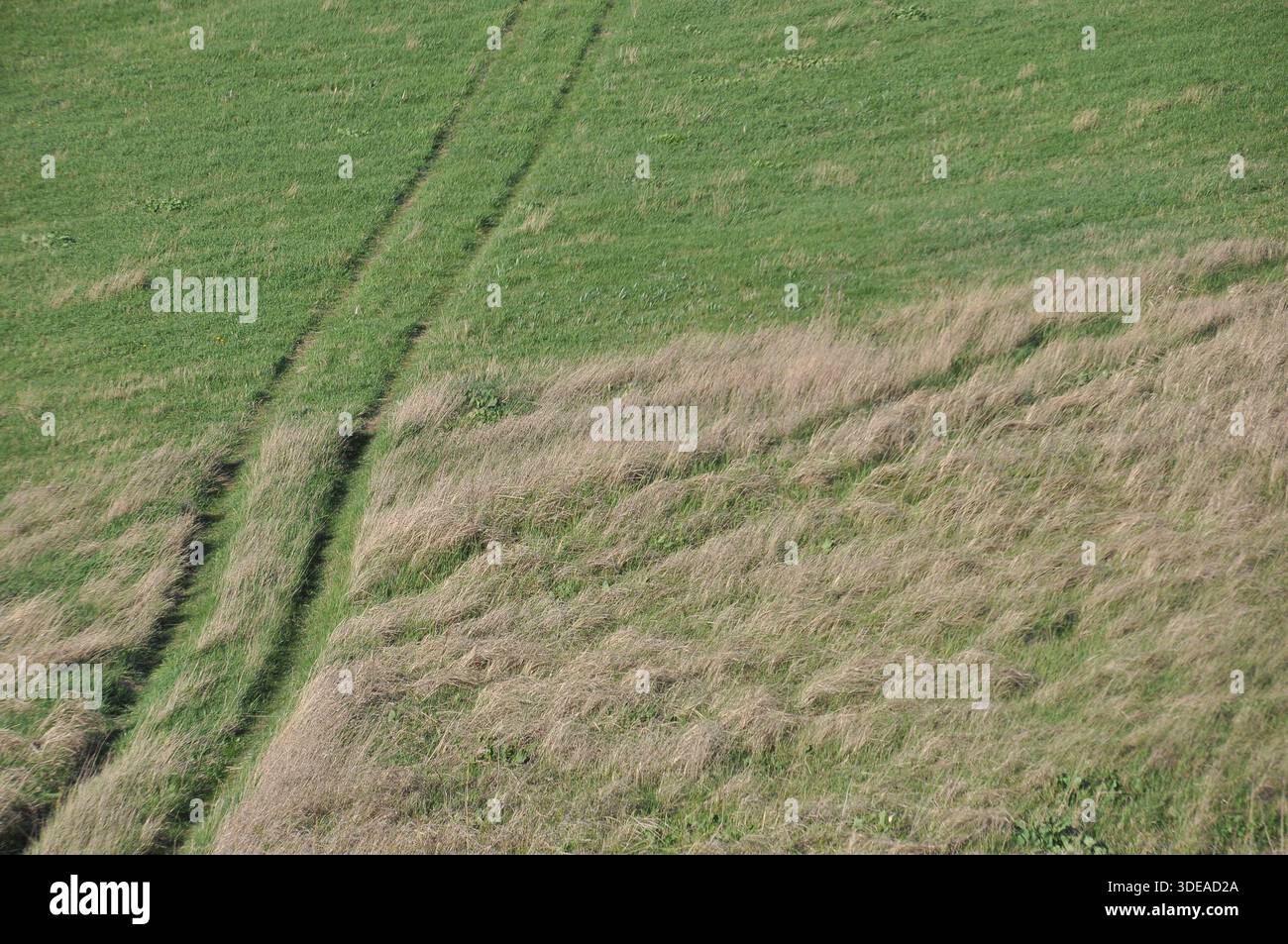 A grassy field features tire tracks that create a path through the lush ...