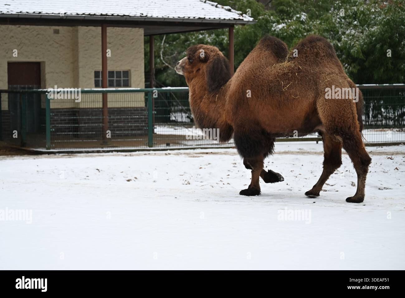 PRODUCTION - 06 January 2026, Hesse, Frankfurt/Main: A camel (Bactrian ...