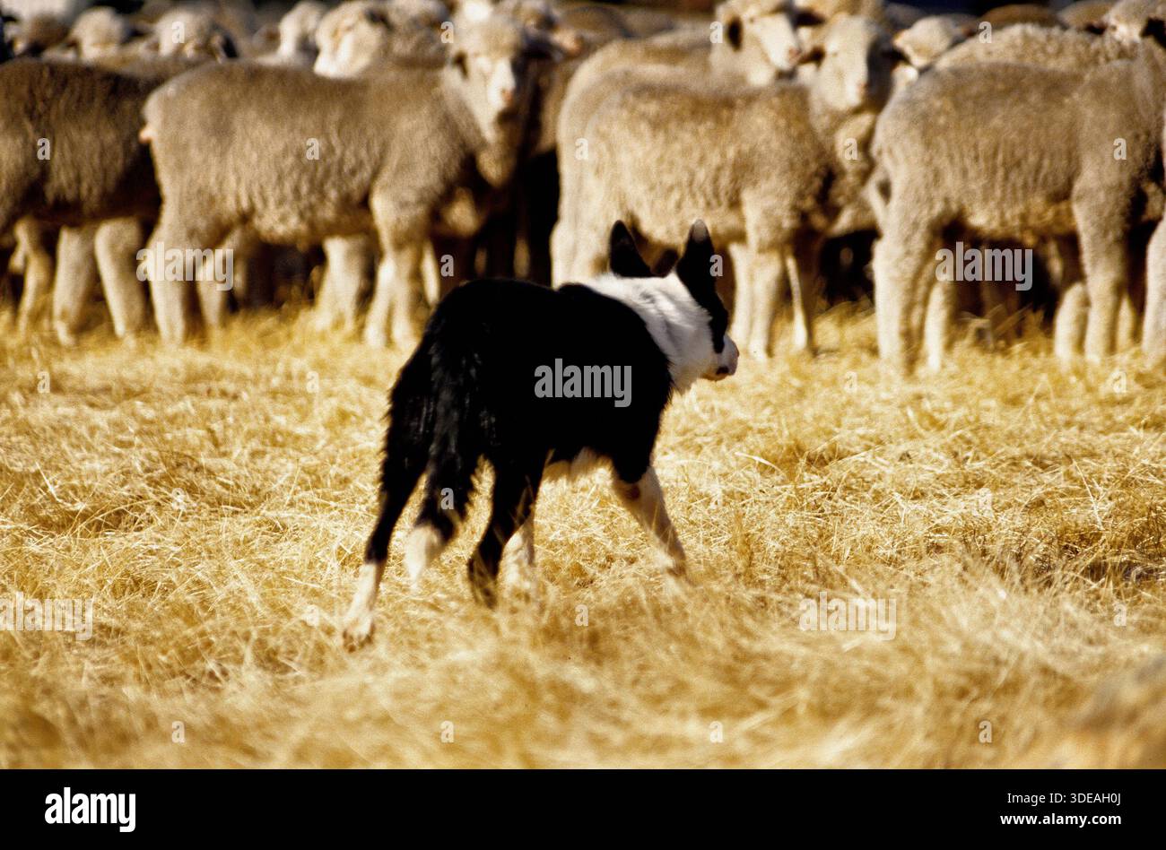 Sheep dog with sheep hi-res stock photography and images - Alamy