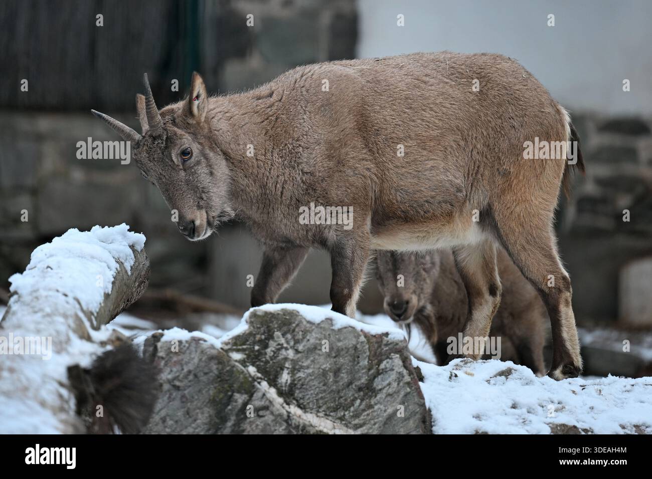 PRODUCTION - 06 January 2026, Hesse, Frankfurt/Main: An ibex stands on ...