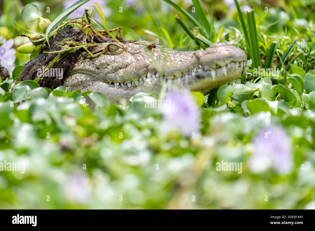 Close-up of a Nile crocodile head peeking through lush green water ...