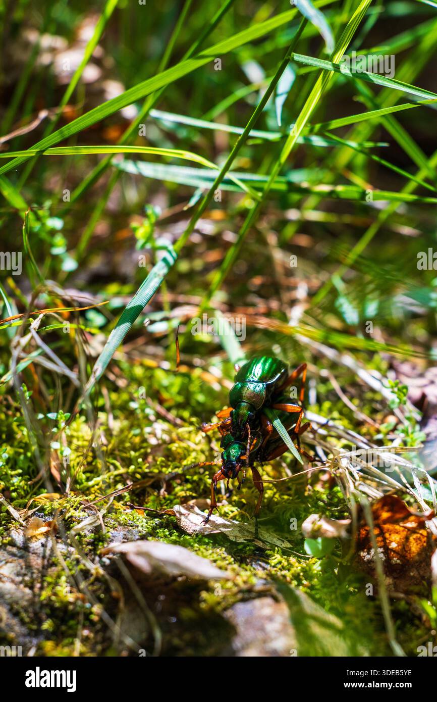 Couple of Golden Ground Beetles (Carabus auratus) during mating Stock ...