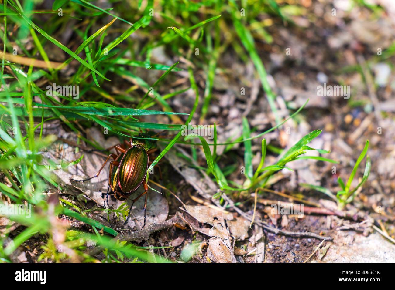 Couple of Golden Ground Beetles (Carabus auratus) during mating Stock ...