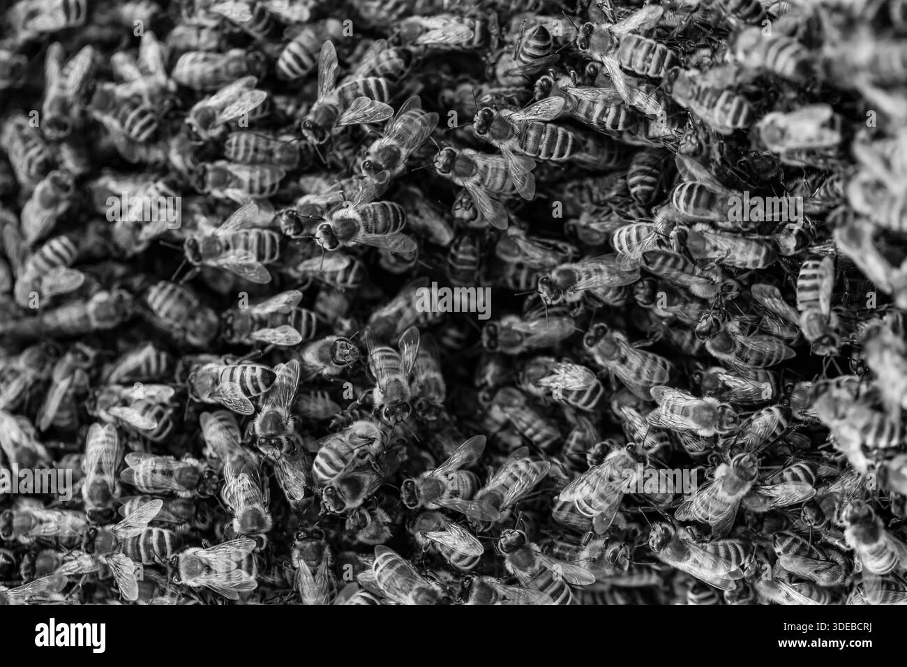 Wild moment Black and White Stock Photos & Images - Alamy