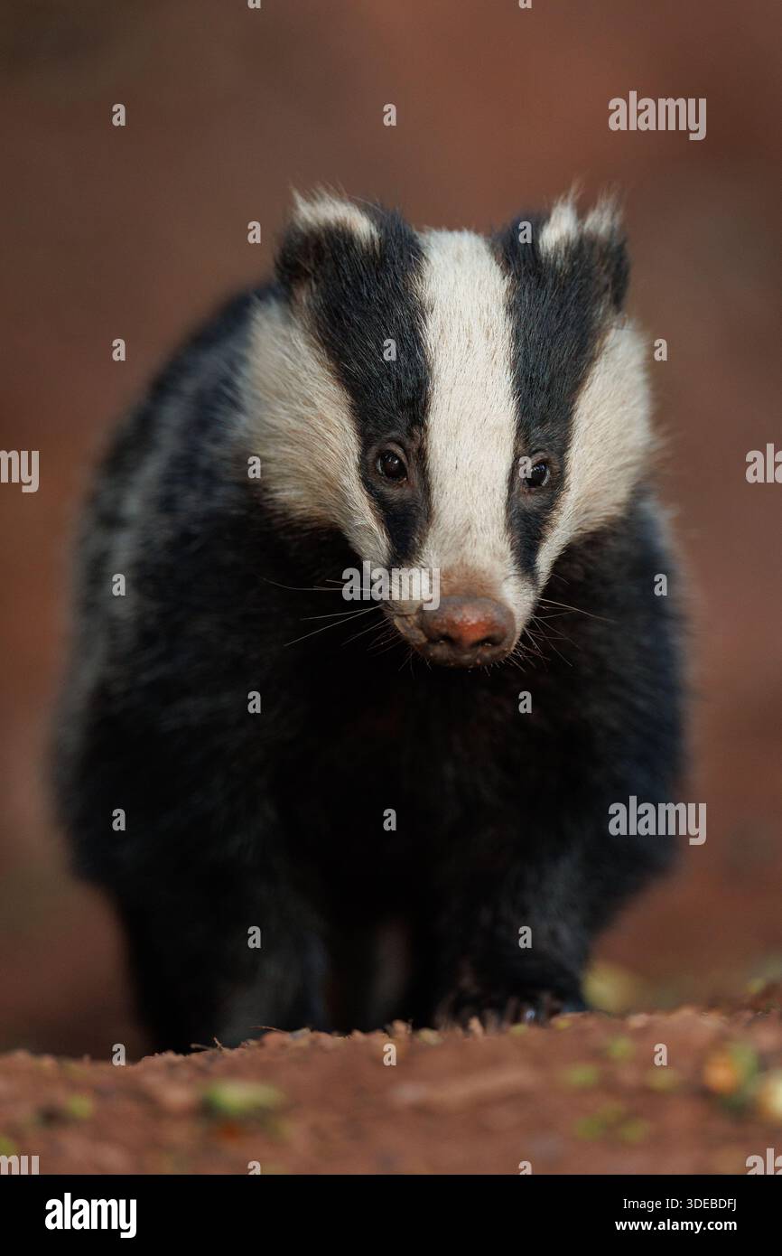 Badger close up hi-res stock photography and images - Alamy