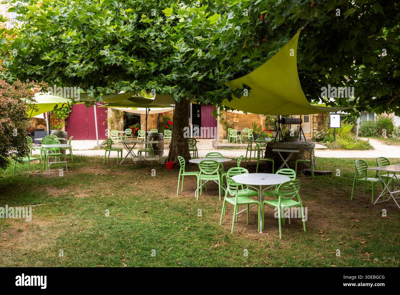 French plane tree in garden hi-res stock photography and images - Alamy
