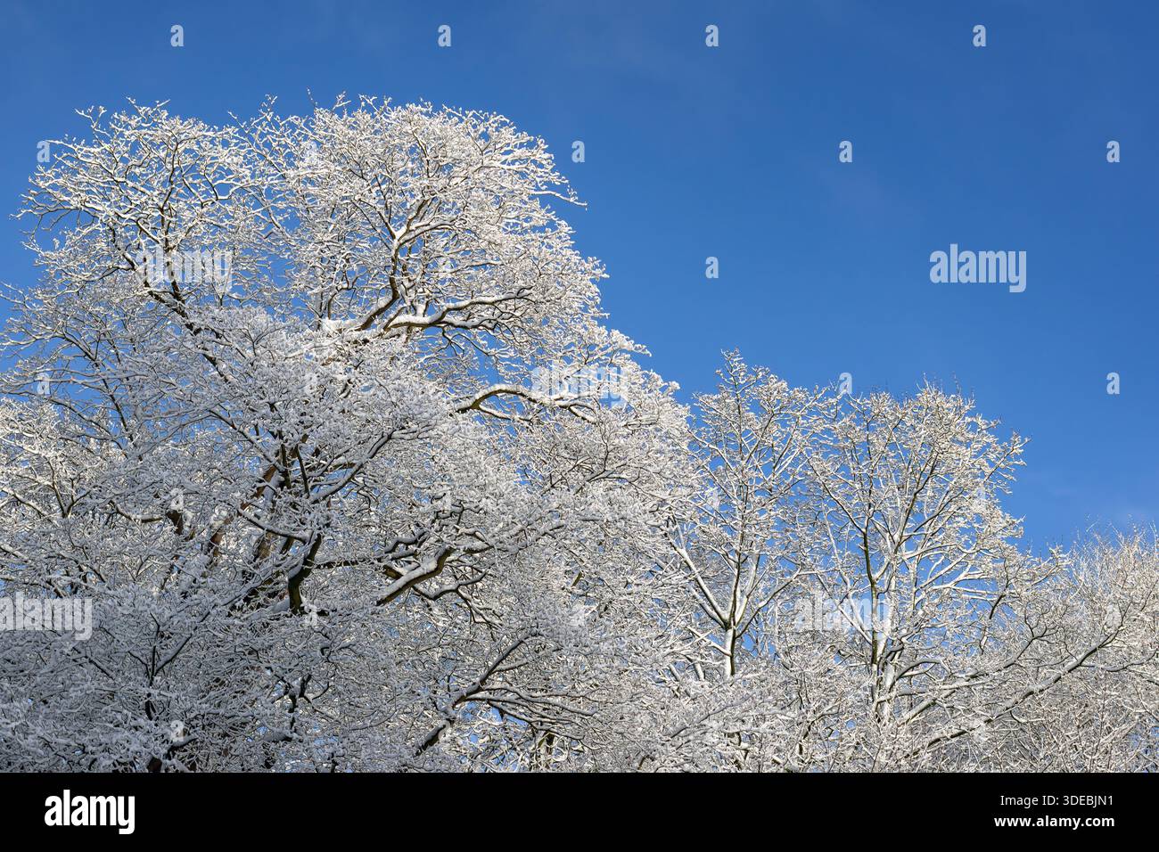 deciduous trees with a wintery coating of snow Stock Photo - Alamy