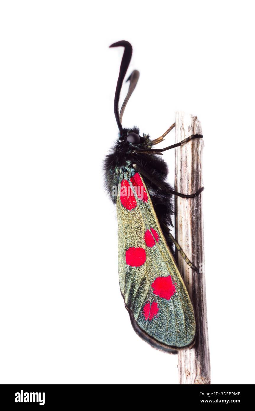 Six-spot Burnett moth Zygaena filipendulae, photographed against a ...