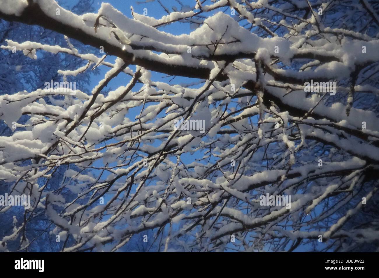 Snow-covered walnut trees. Heavy canopy. Winter storm. Climate change ...
