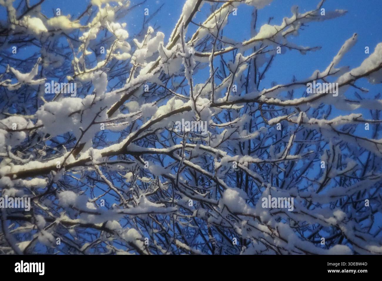 Snow-covered walnut trees. Heavy canopy. Winter storm. Climate change ...