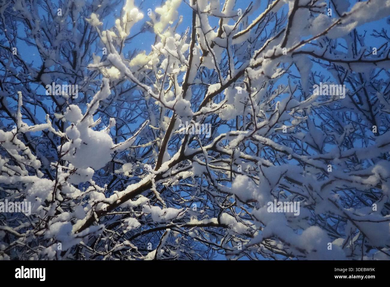 Snow-covered walnut trees. Heavy canopy. Winter storm. Climate change ...