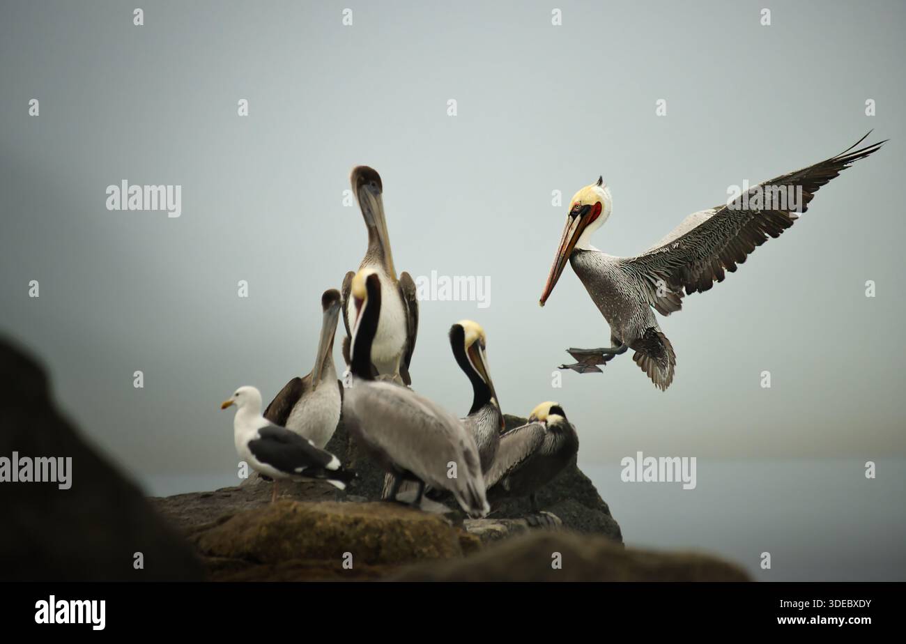 Pelican long bill with a large throat pouch hi-res stock photography ...