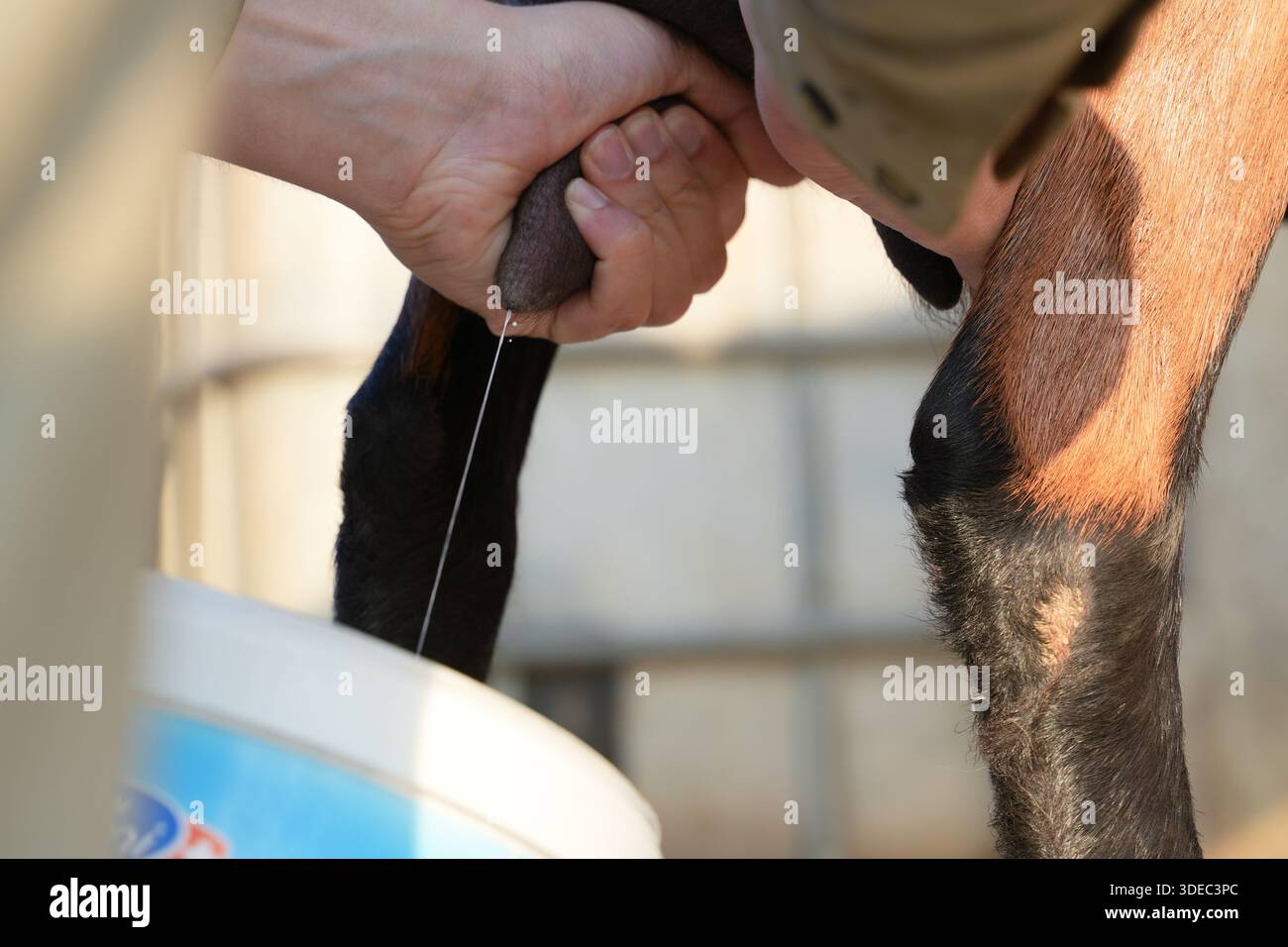 Travel romania transilvania targu mures hands extracting fresh milk ...