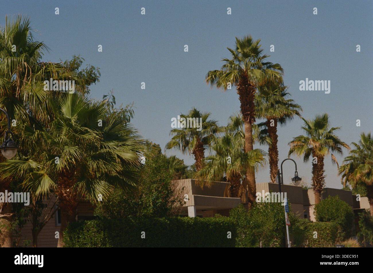 Palm trees on compound in Riyadh Saudi Arabia on 35mm Stock Photo - Alamy