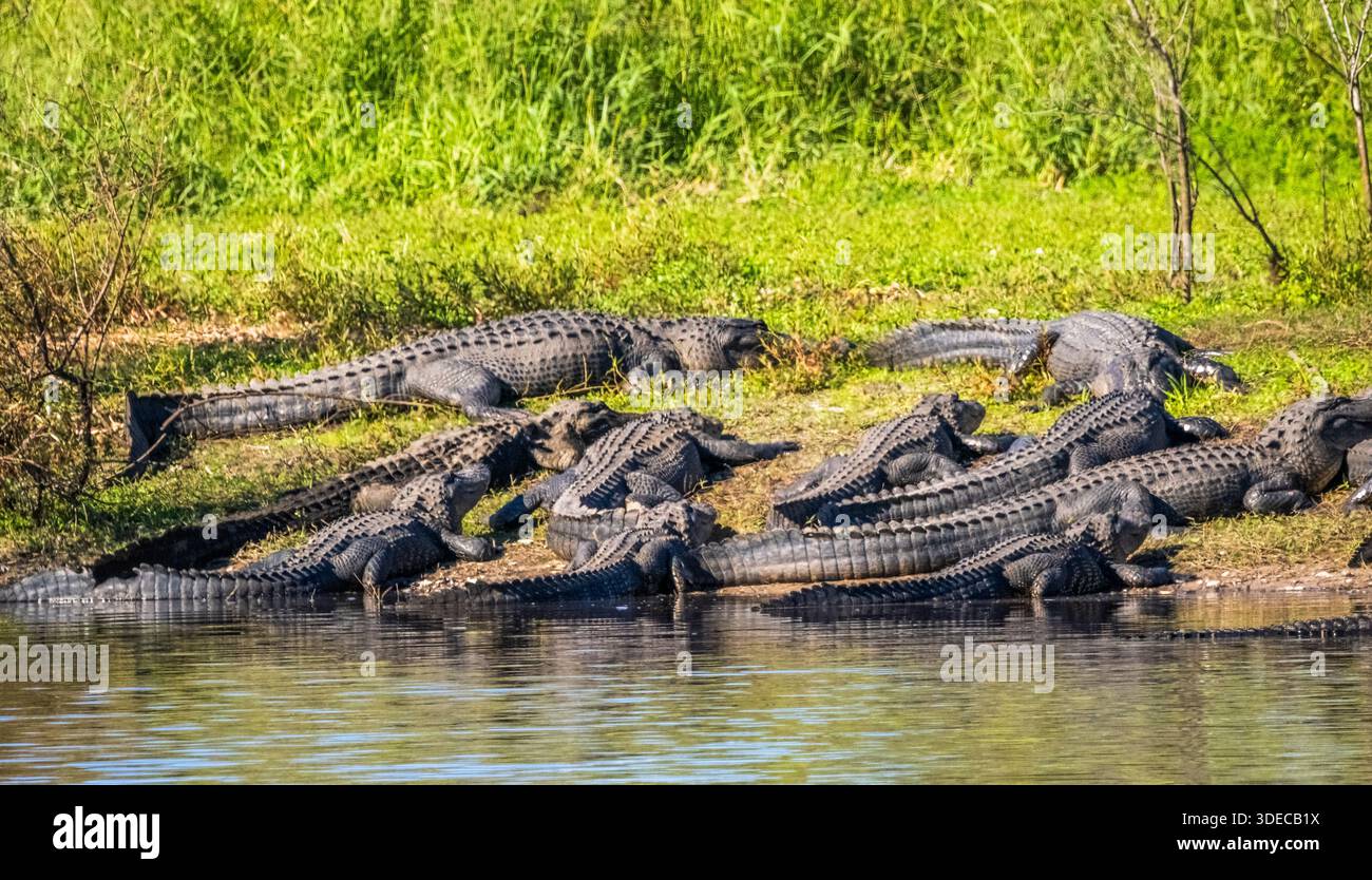 American Alligators on the bank of the Myakka River in Myakka River ...