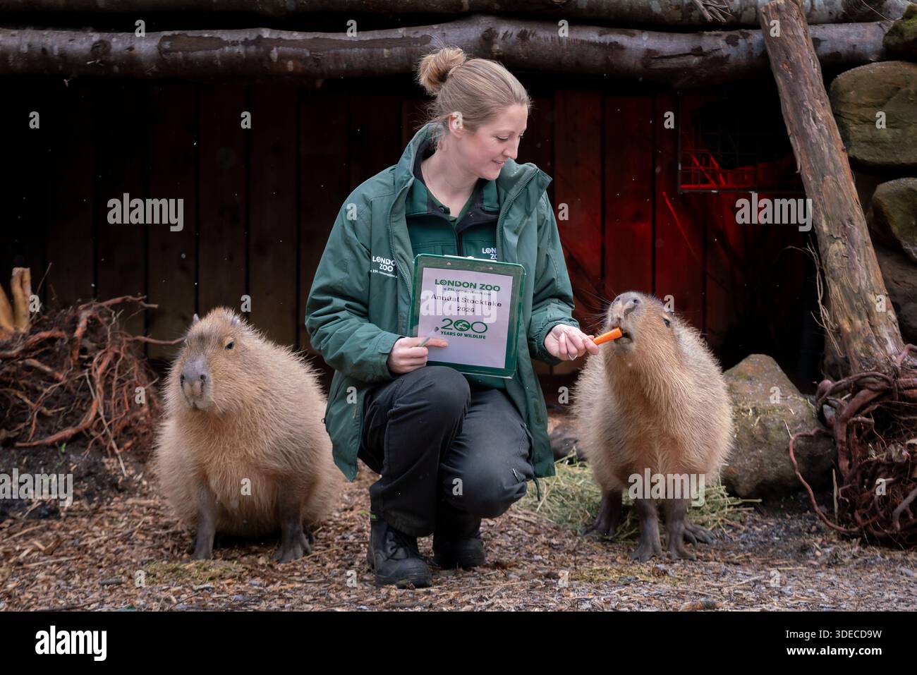 London, UK. 6th January 2026. Pictured: Capybara. Annual Animal ...