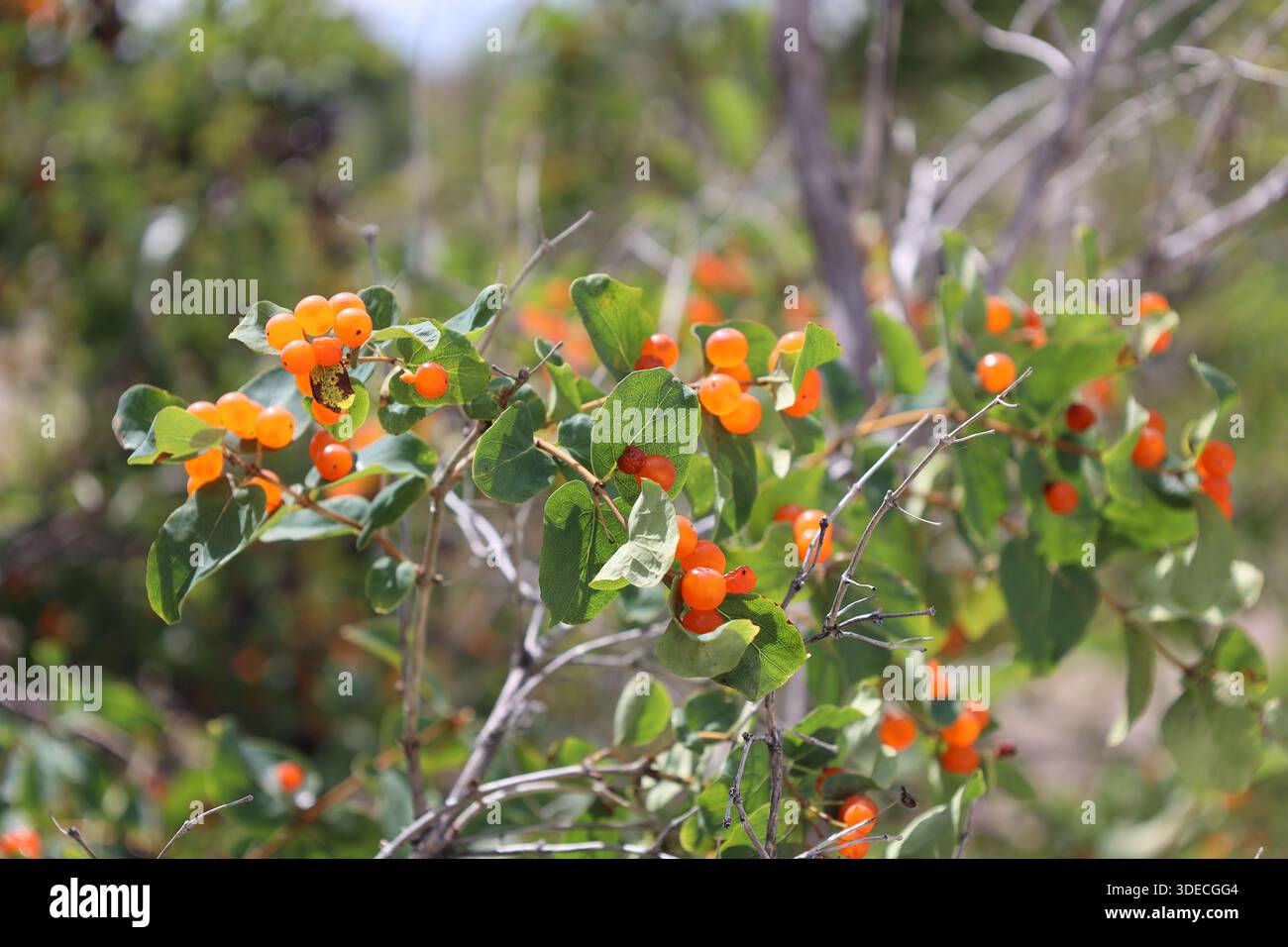 small, round bright orange berries bursting between green leaves in ...