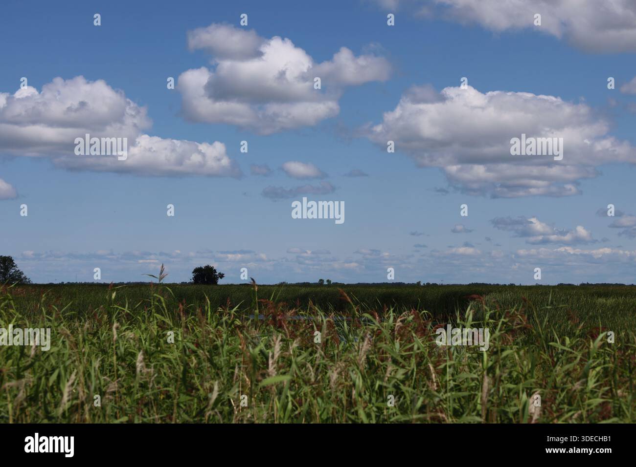 prairie marsh, natural tall grass under mostly sunny blue summer sky ...