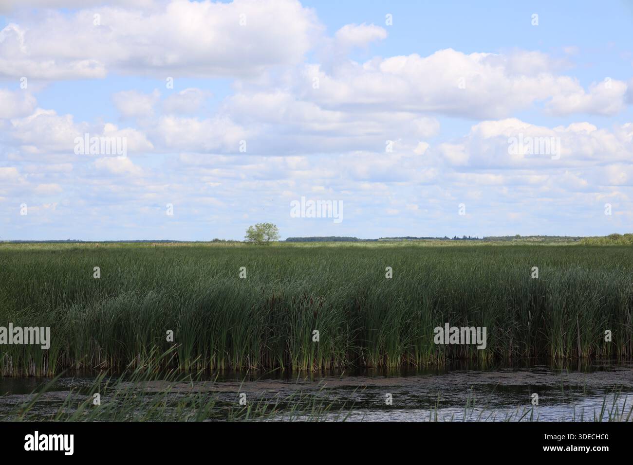 lone distant tree rising above prairie marsh, natural tall grass under ...