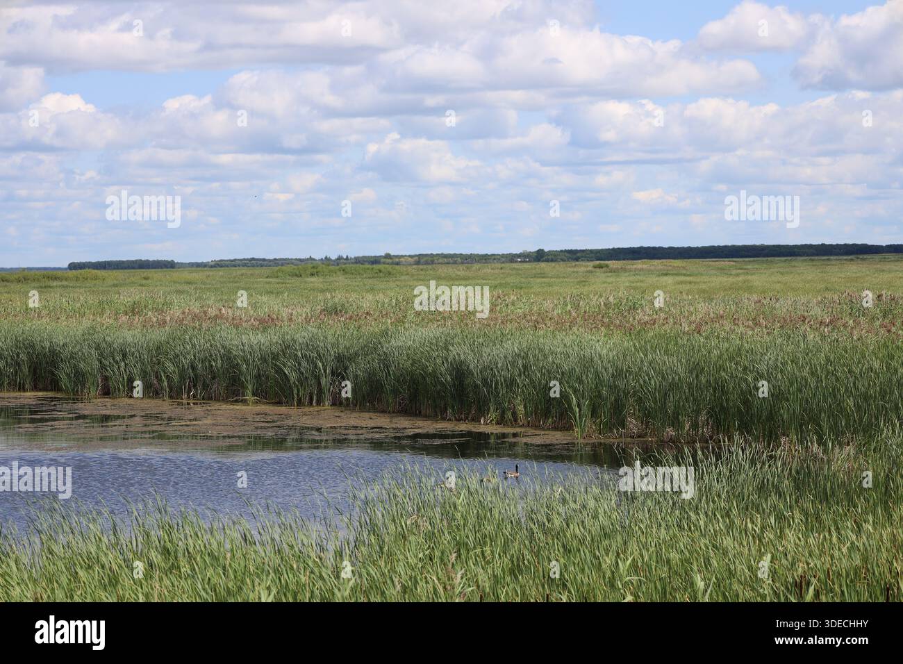 open water in marsh land, natural tall grass prairie, distant copses ...