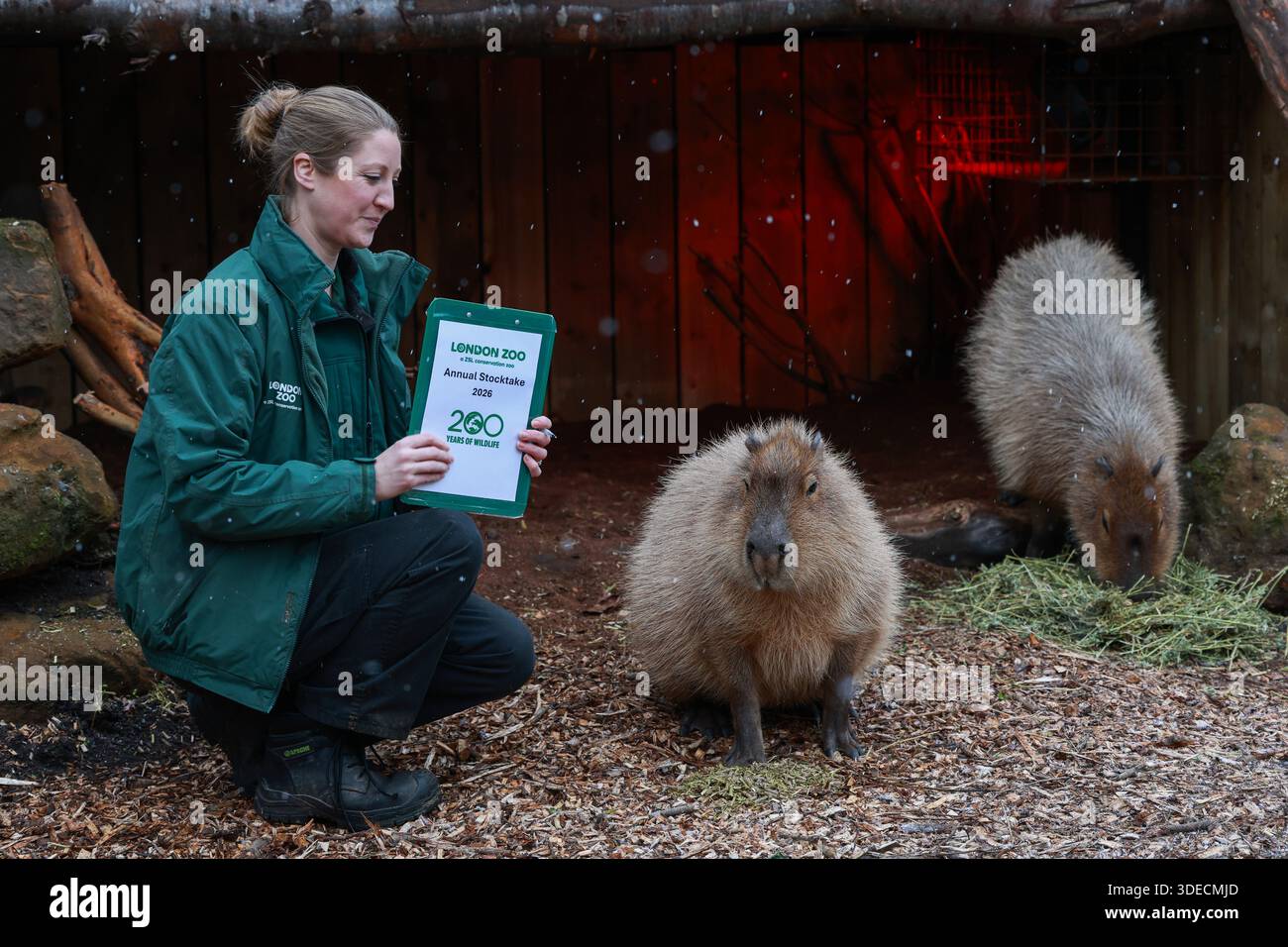 London, UK. 06th Jan, 2026. Hoof stock keeper Holly Doring counts ...