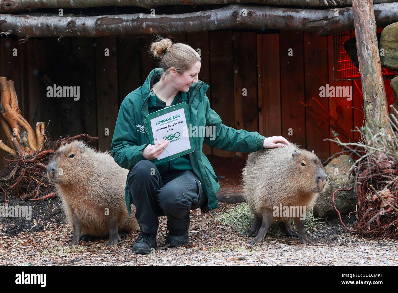 London, UK. 06th Jan, 2026. Hoof stock keeper Holly Doring counts ...