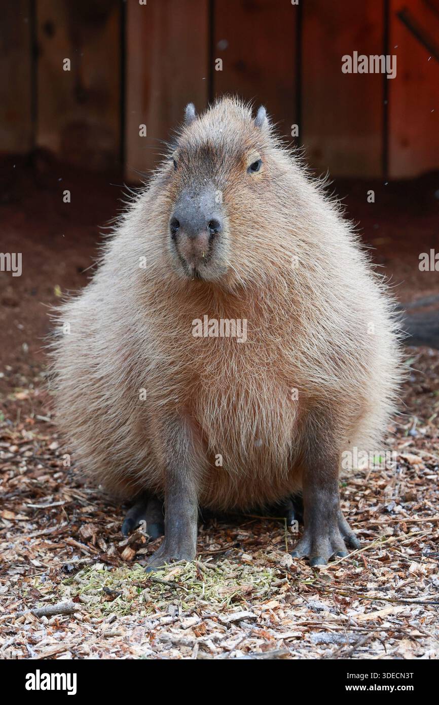 Hoof stock keeper Holly Doring counts Capybara during the London Zoo's ...