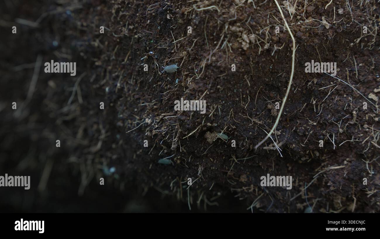 Dark soil profile with roots and organic fibers, earthy textures ...