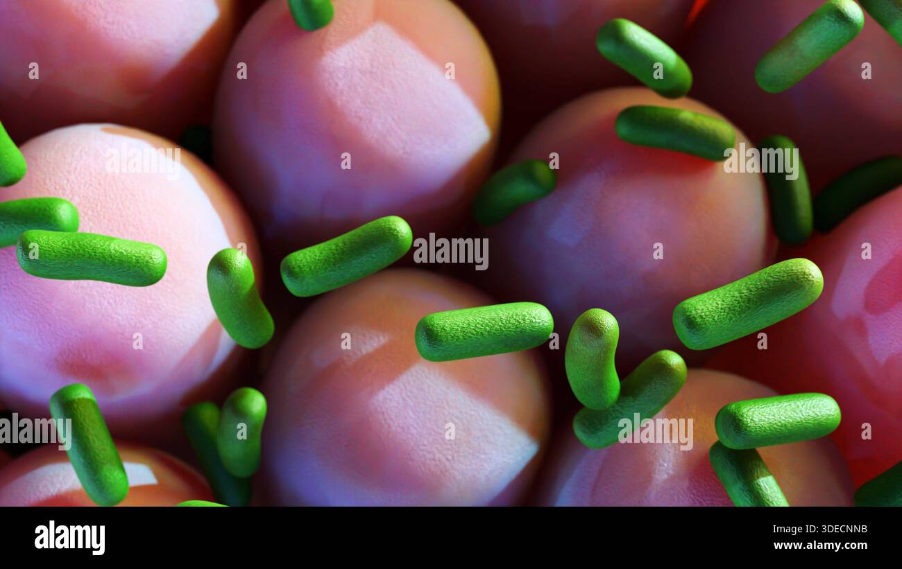 3D render of green bacilli bacteria interacting with pink intestinal ...