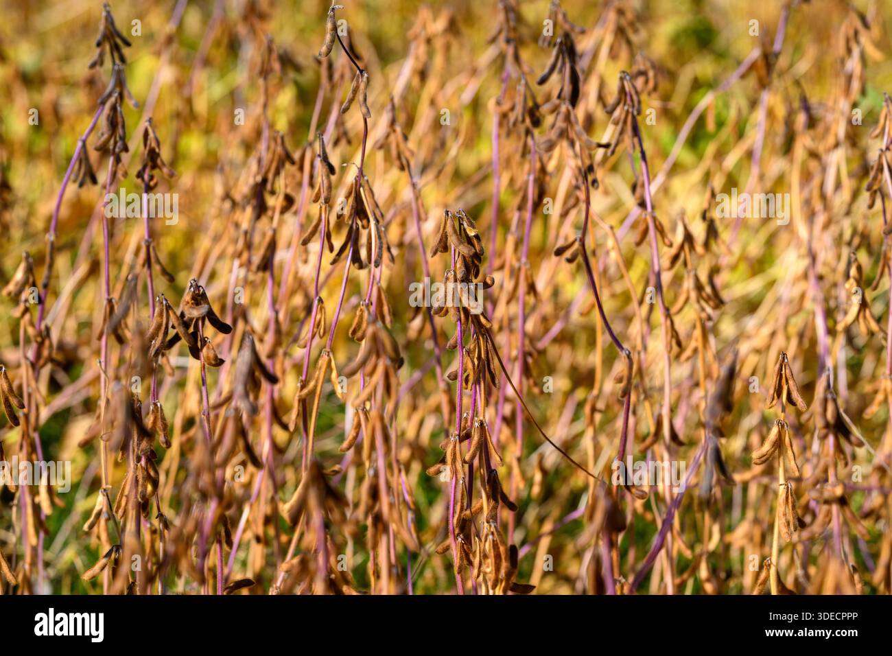 Soy crop drought hi-res stock photography and images - Alamy
