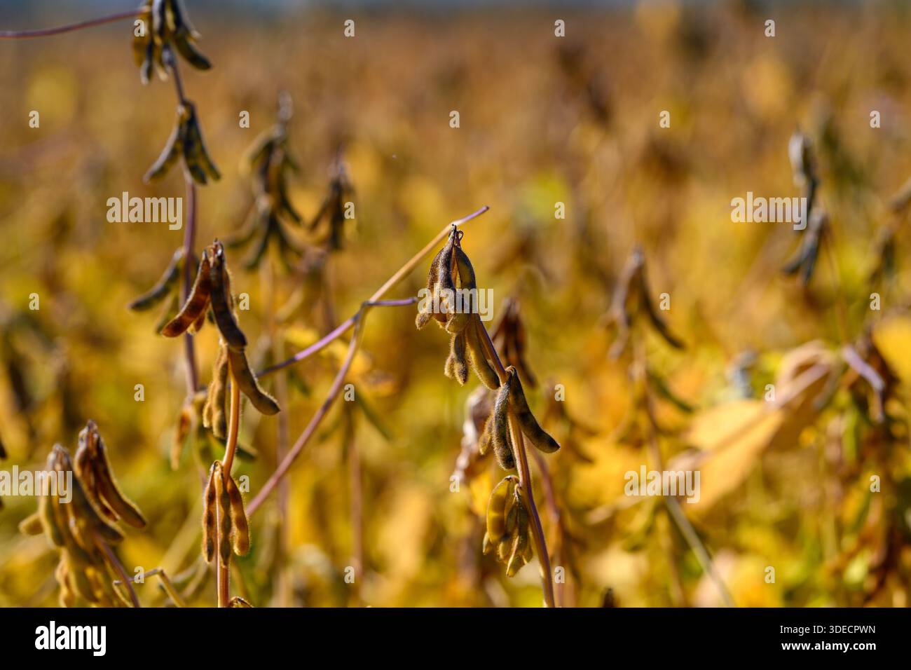 Late season soybean plants hi-res stock photography and images - Alamy