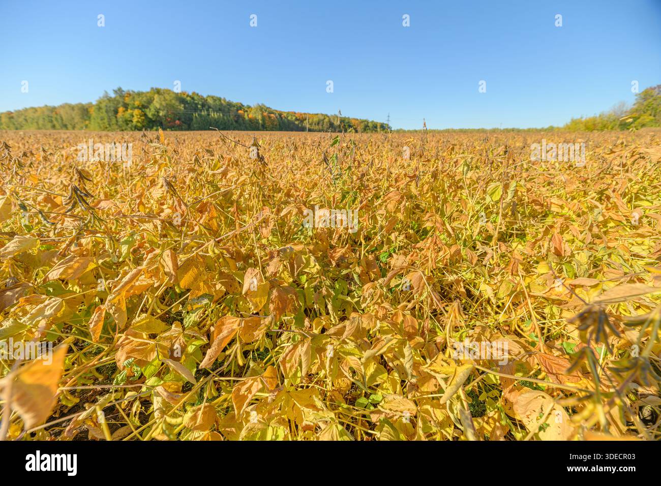 Agronomy scouting hi-res stock photography and images - Alamy