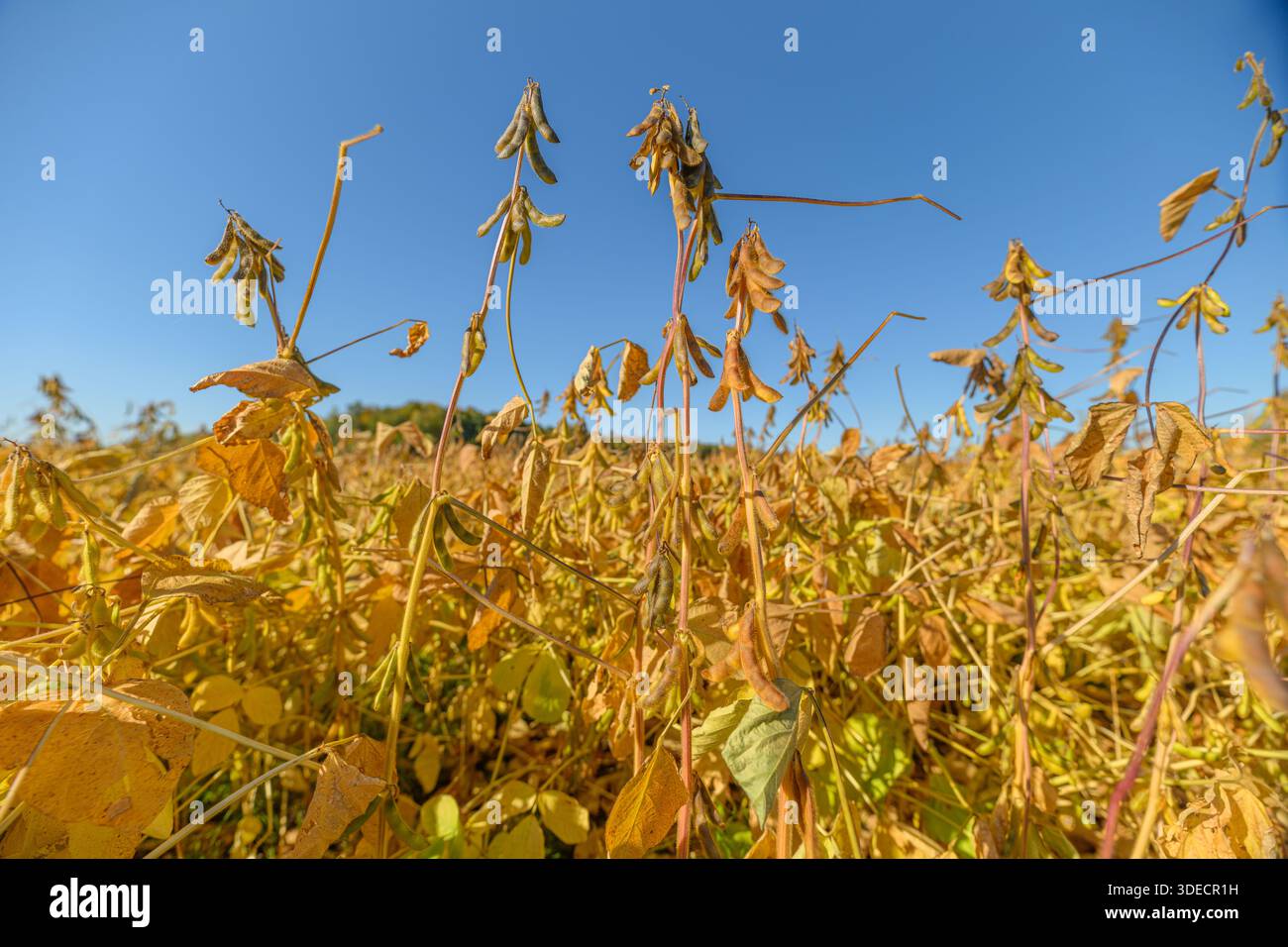 Stand density hi-res stock photography and images - Alamy