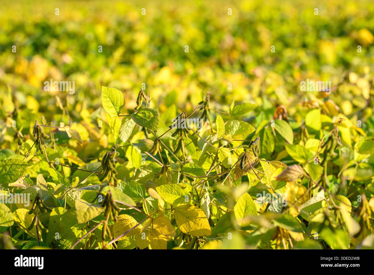 Experimental soybean plot with emerging pods, uniform rows suggested in ...