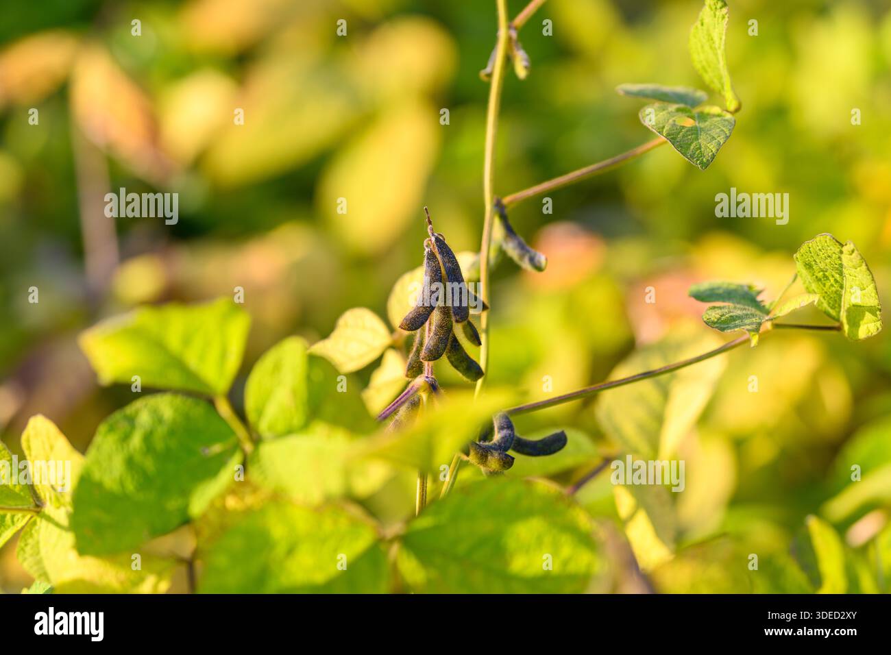 seed development visible across leafy canopy, scattered pods at varied ...