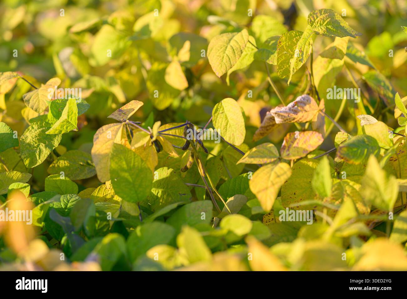 Subtle shadow shift hi-res stock photography and images - Alamy
