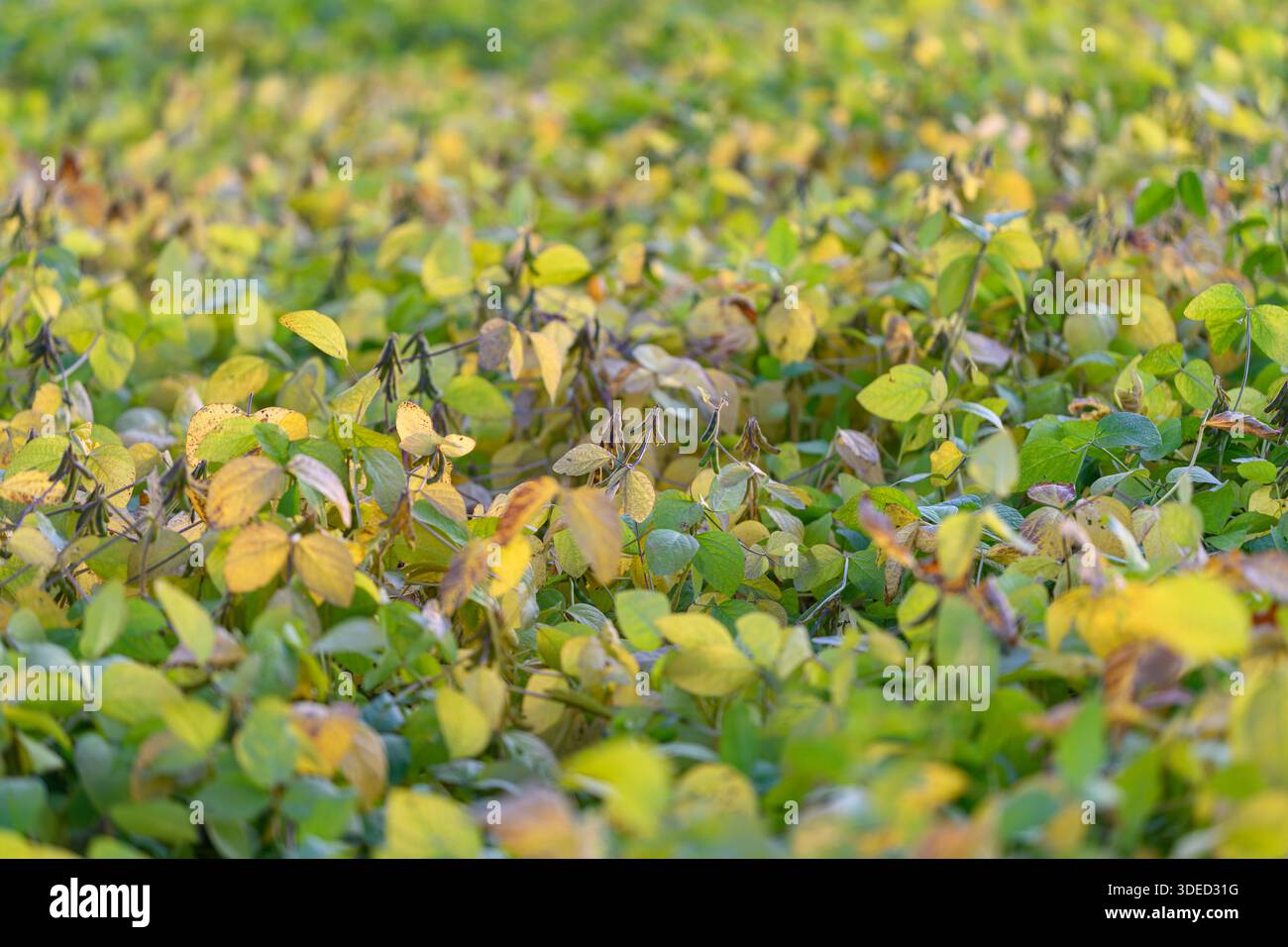 soybean canopy showing spotting and damage, leaf lesions and scattered ...