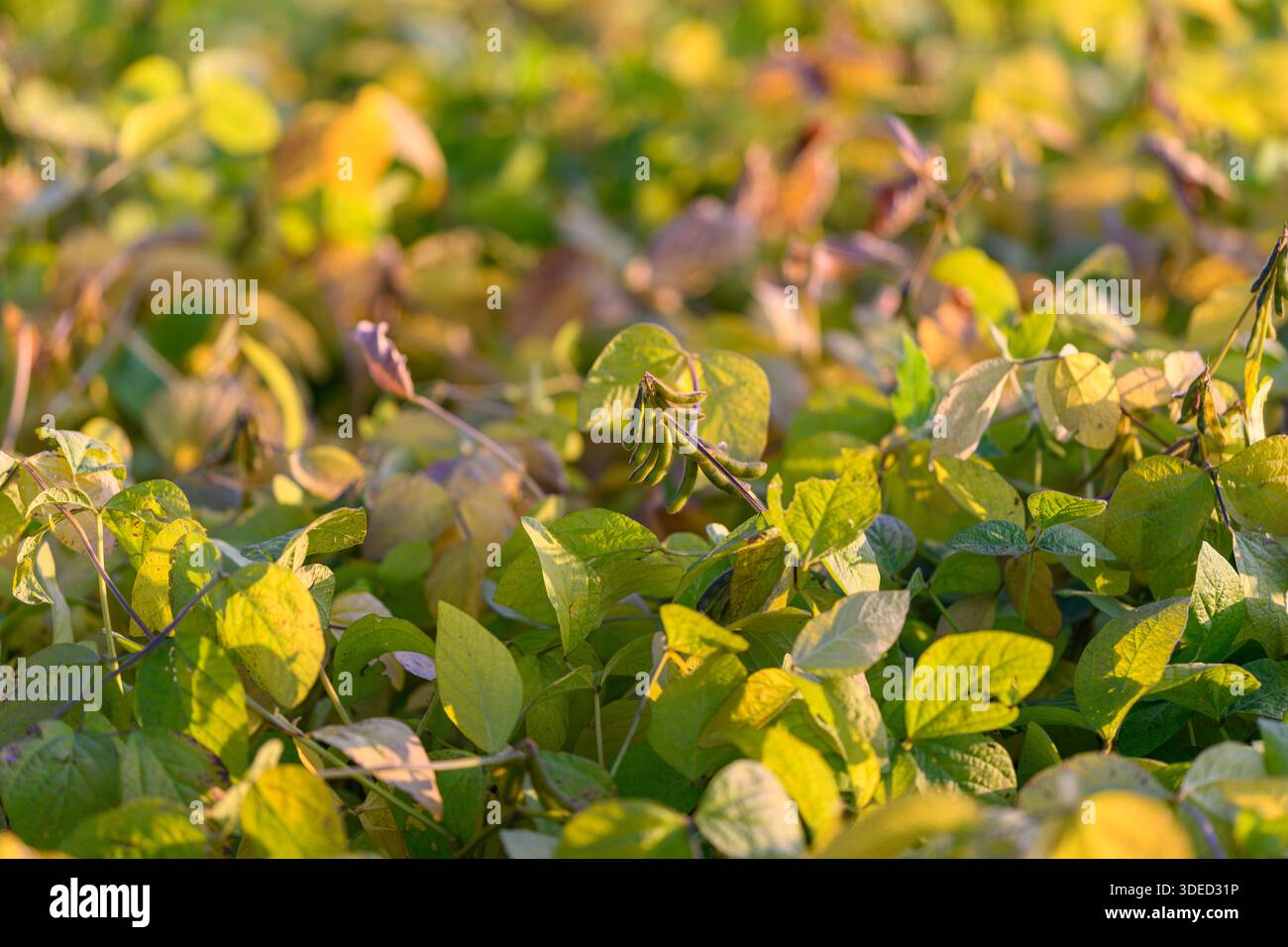 research plot of young soybean plants showing uniform emergence ...