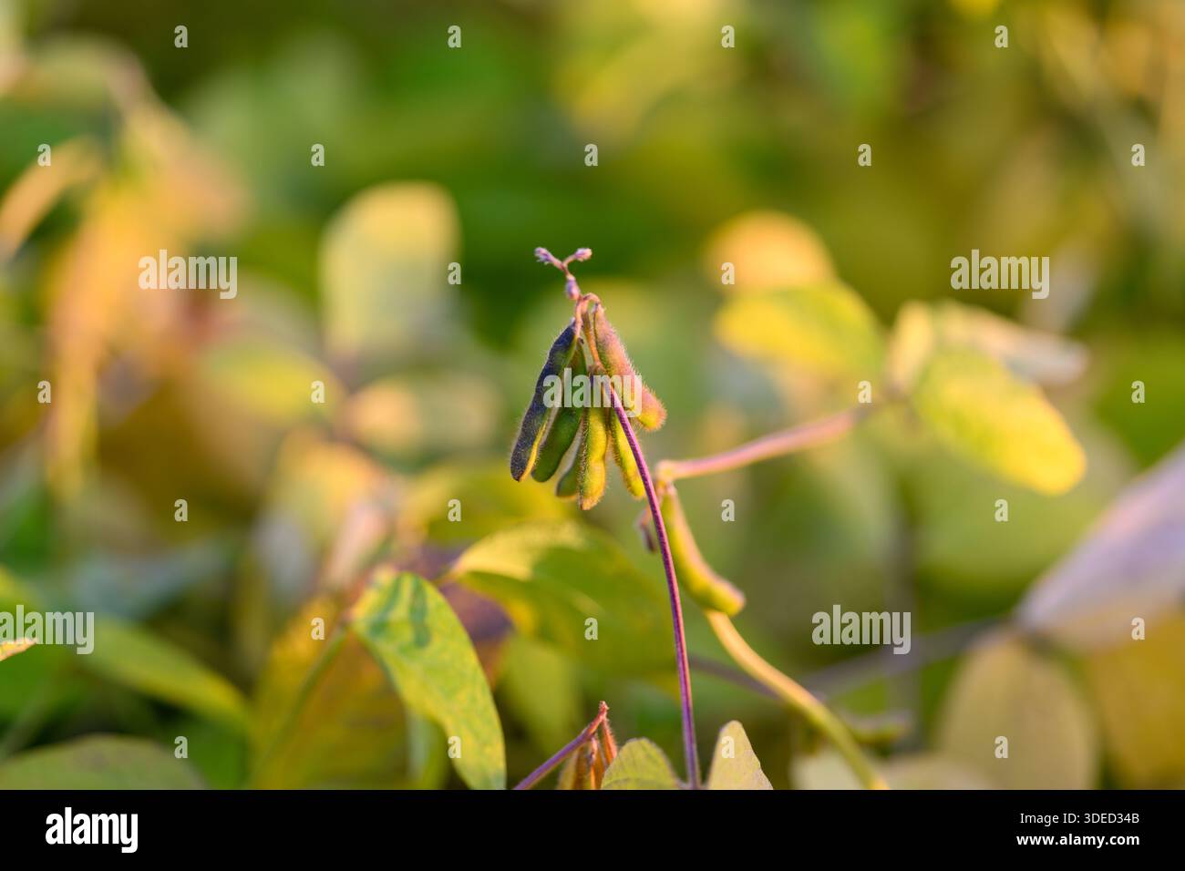 Agrimetric probe hi-res stock photography and images - Alamy