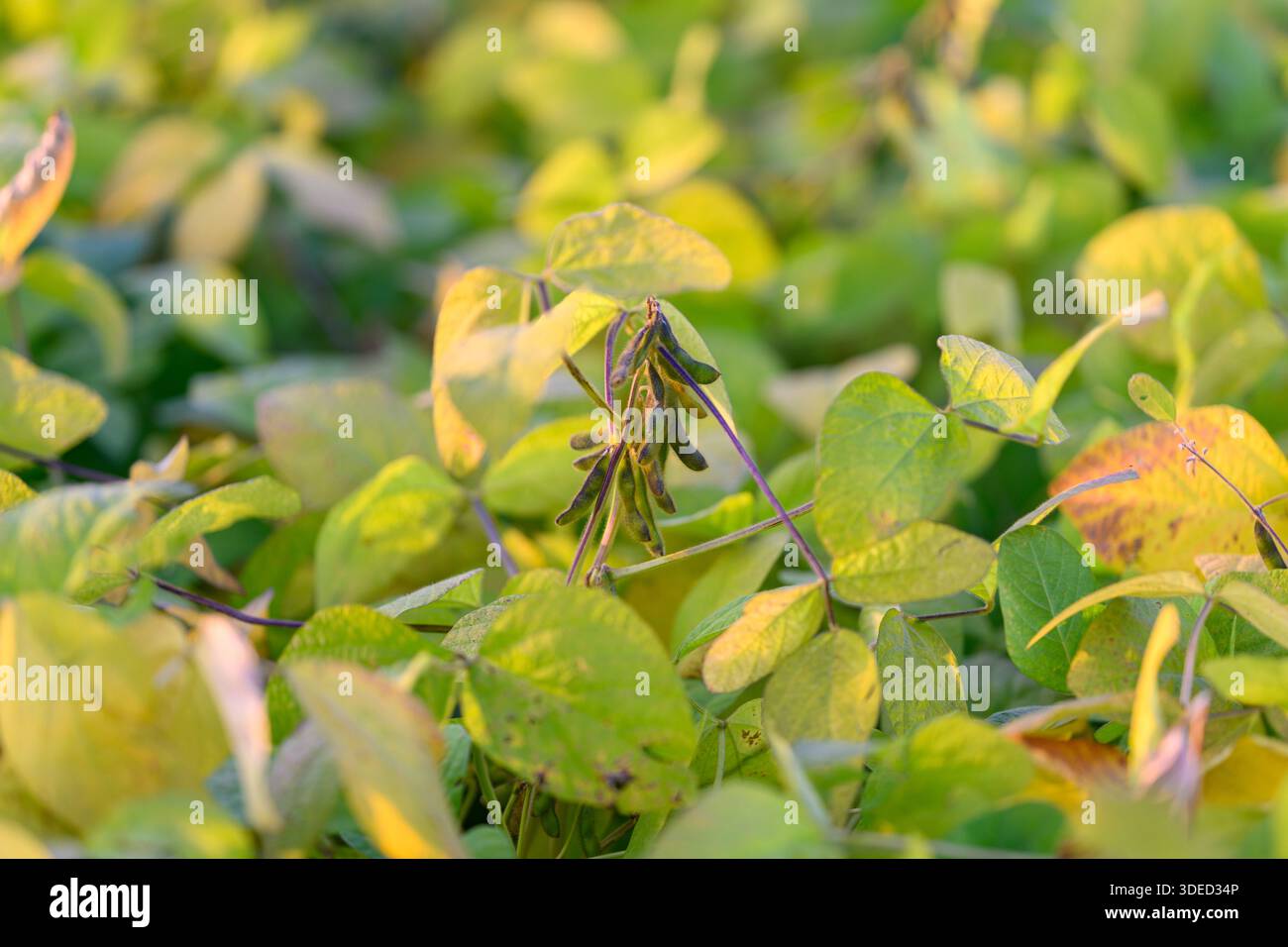 Radiant heart shaped leaves hi-res stock photography and images - Alamy
