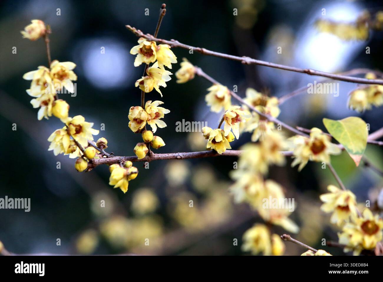 Wax plum blossoms bloom in Xi'an City Wall Park, Xi'an City, northwest ...