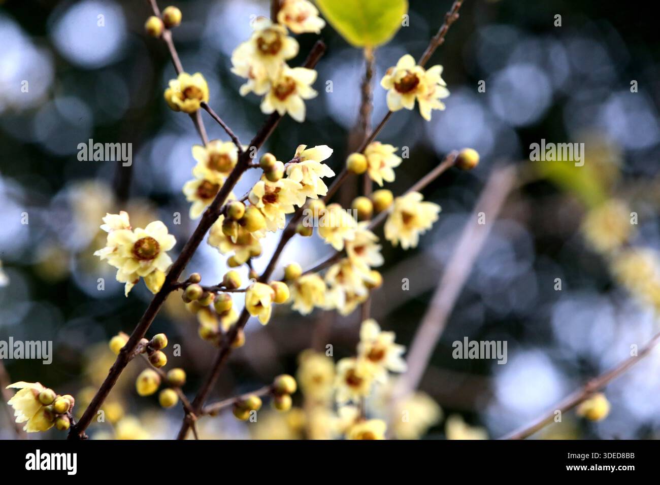 Wax plum blossoms bloom in Xi'an City Wall Park, Xi'an City, northwest ...